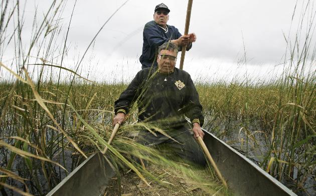 Aquatic Vegetation Shredder Helps Maintain Wild Rice in Wisconsin